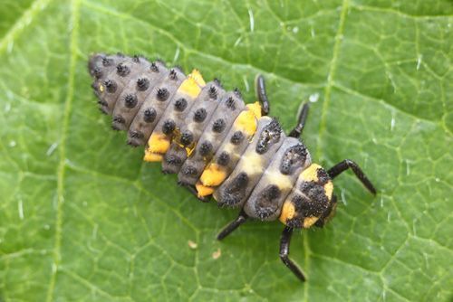 Labor für Ökotoxikologie | BioChem agrar GmbH