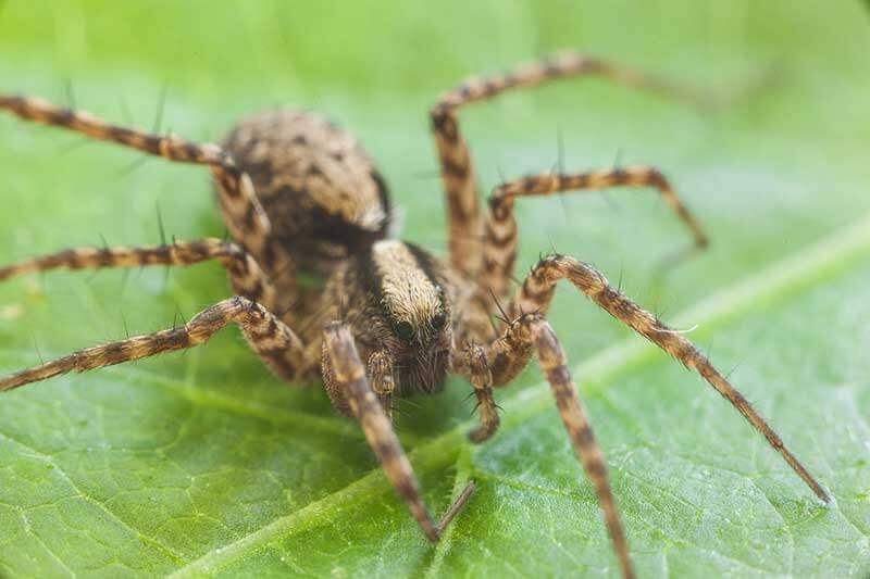 Nichtzielarthropodenprüfung | BioChem agrar Labor für biologische und ...