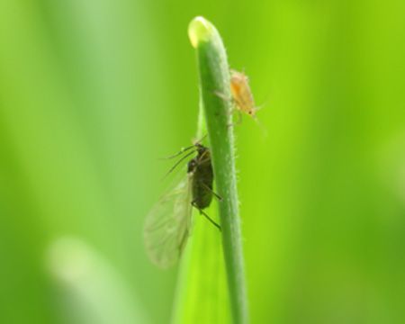 Ecotoxicology Laboratory | BioChem agrar GmbH