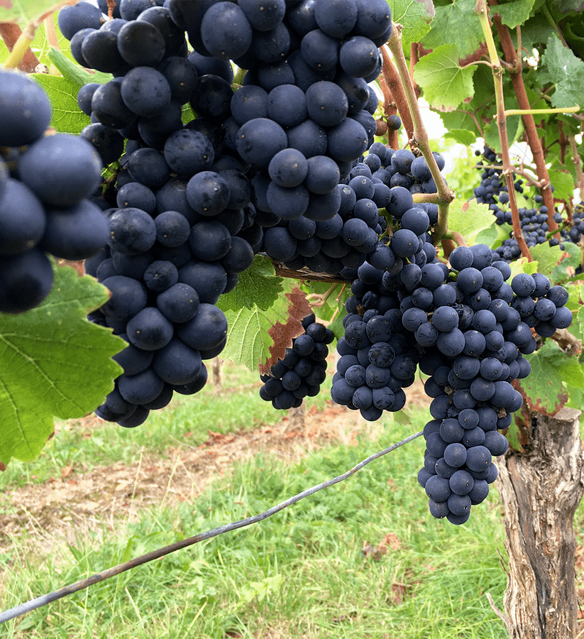 Laboratory for biological efficacy testing | BioChem agrar Labor für ...